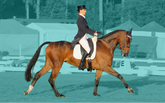 MonoShield Equine Ireland